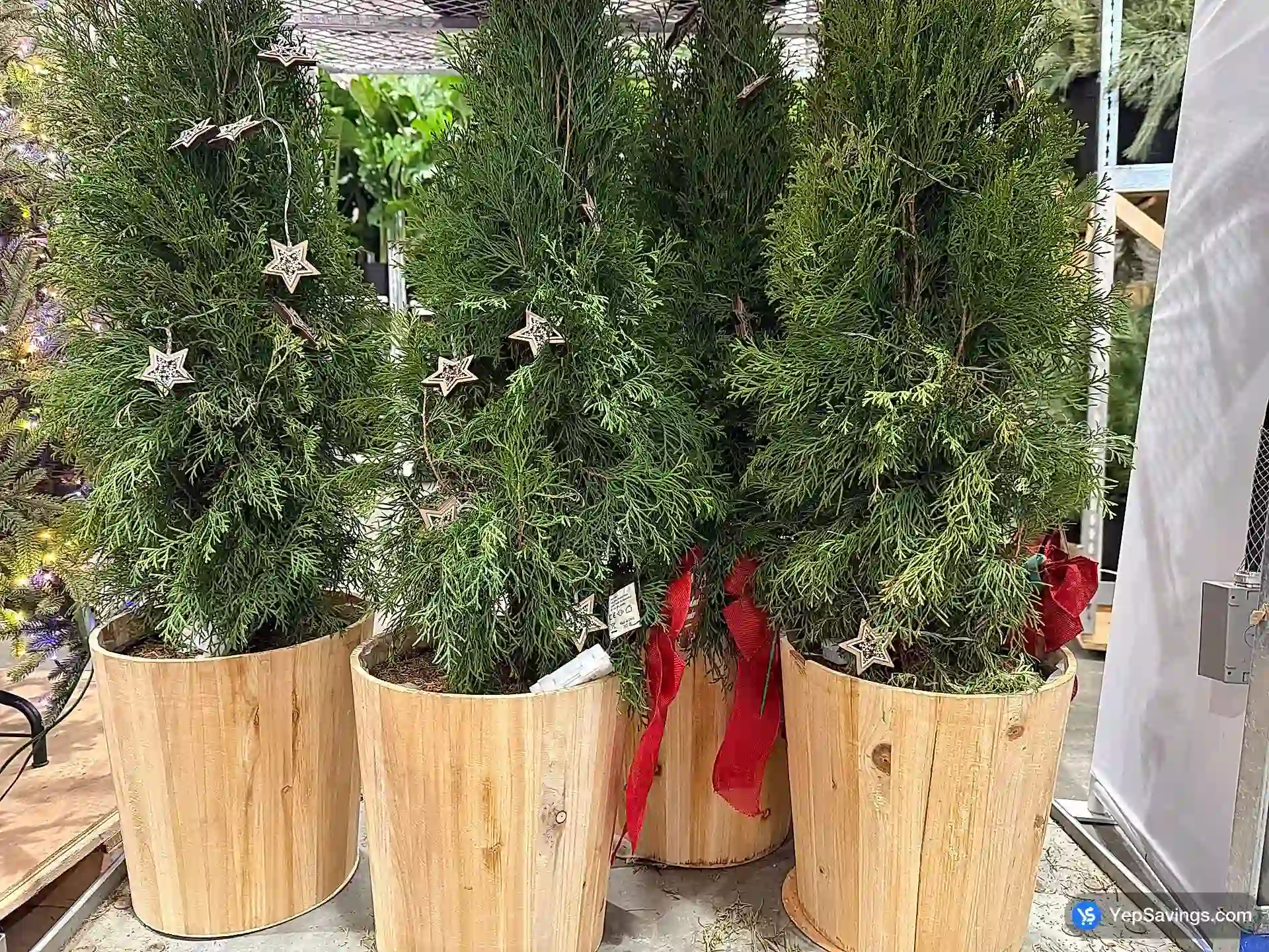 COSTCO 5G WOODLAND WONDER UPRIGHT CEDAR (ITM 1937032) – Edmonton