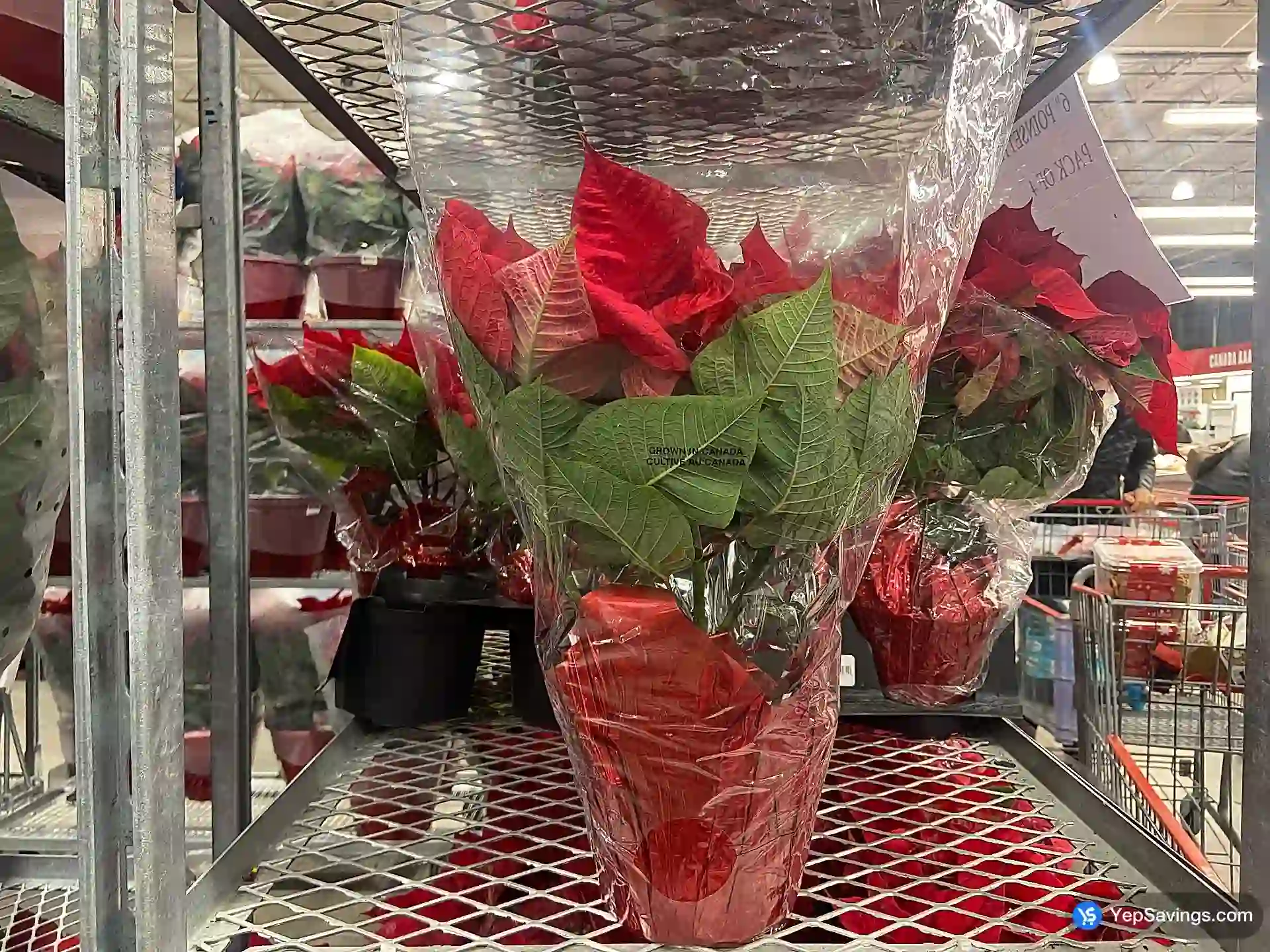 COSTCO 6 " POINSETTIA PACK OF 4 (ITM 1936543) – Mississauga & Oakville